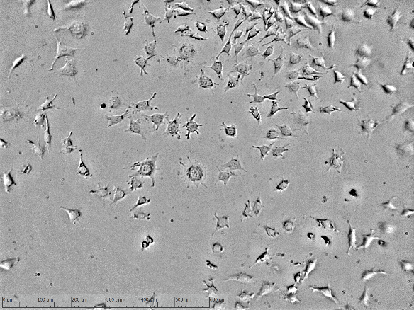 zenCELL owl live cell imager – LabLogic