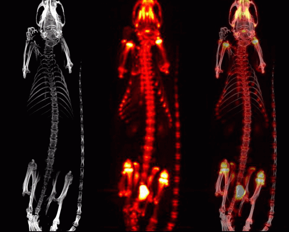 MOLECUBES ß-CUBE Preclinical PET imager – LabLogic