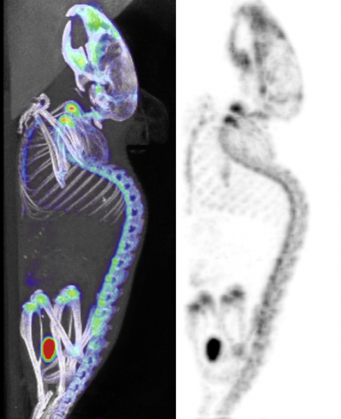 MOLECUBES ß-CUBE Preclinical PET imager – LabLogic